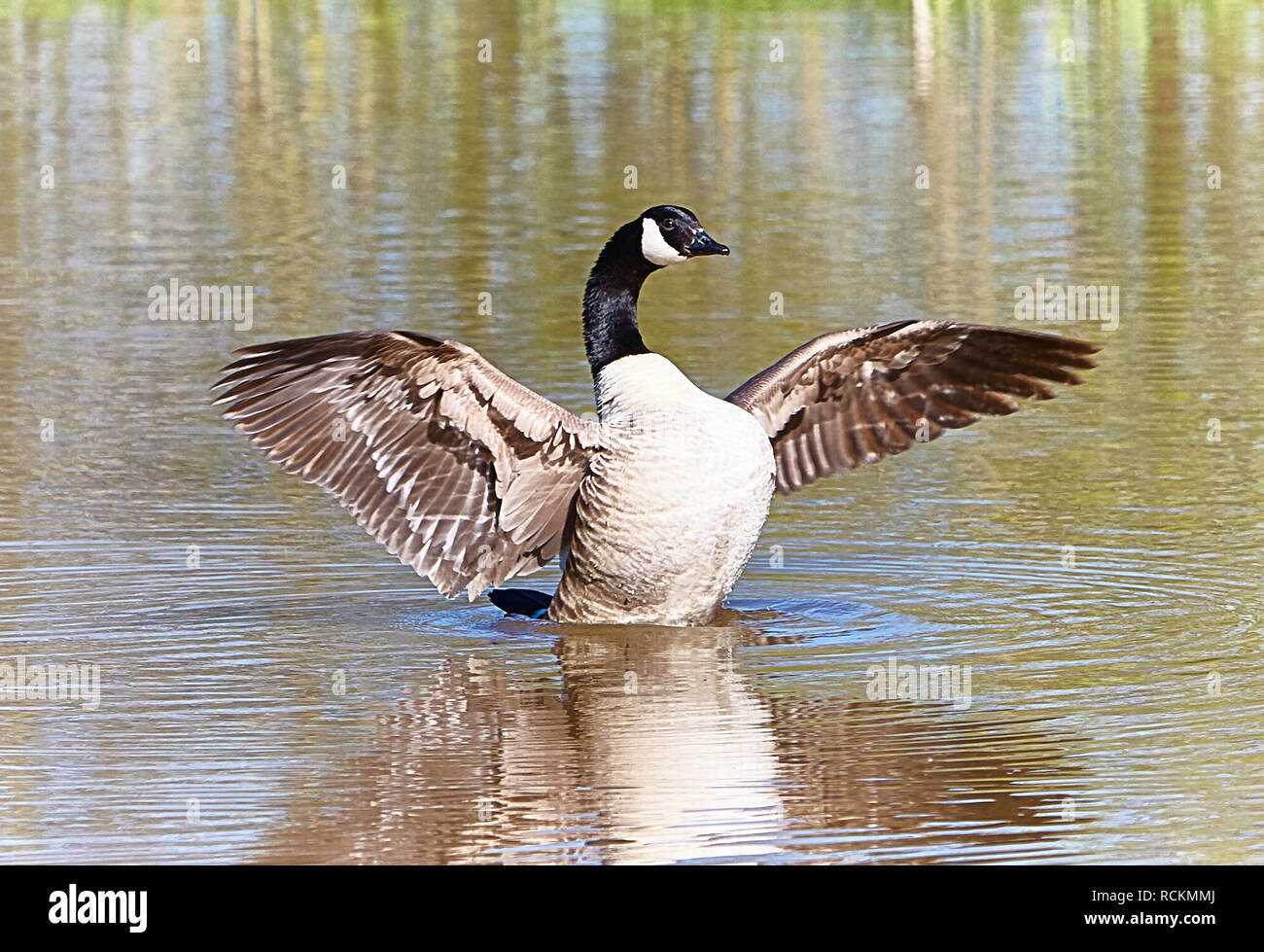 Wingspan canada goose hi-res stock photography and images - Alamy