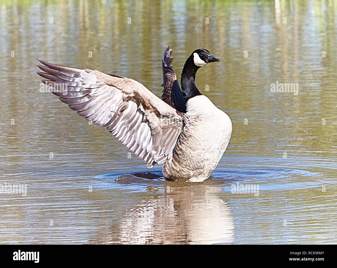 Introduced geese species hi-res stock photography and images - Alamy