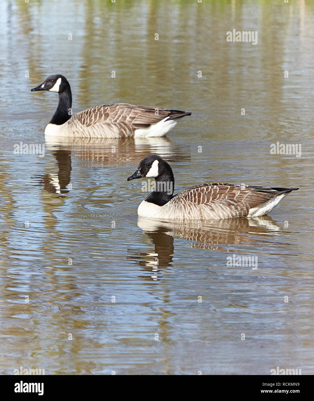 Canada goose wingspan hi-res stock photography and images - Alamy