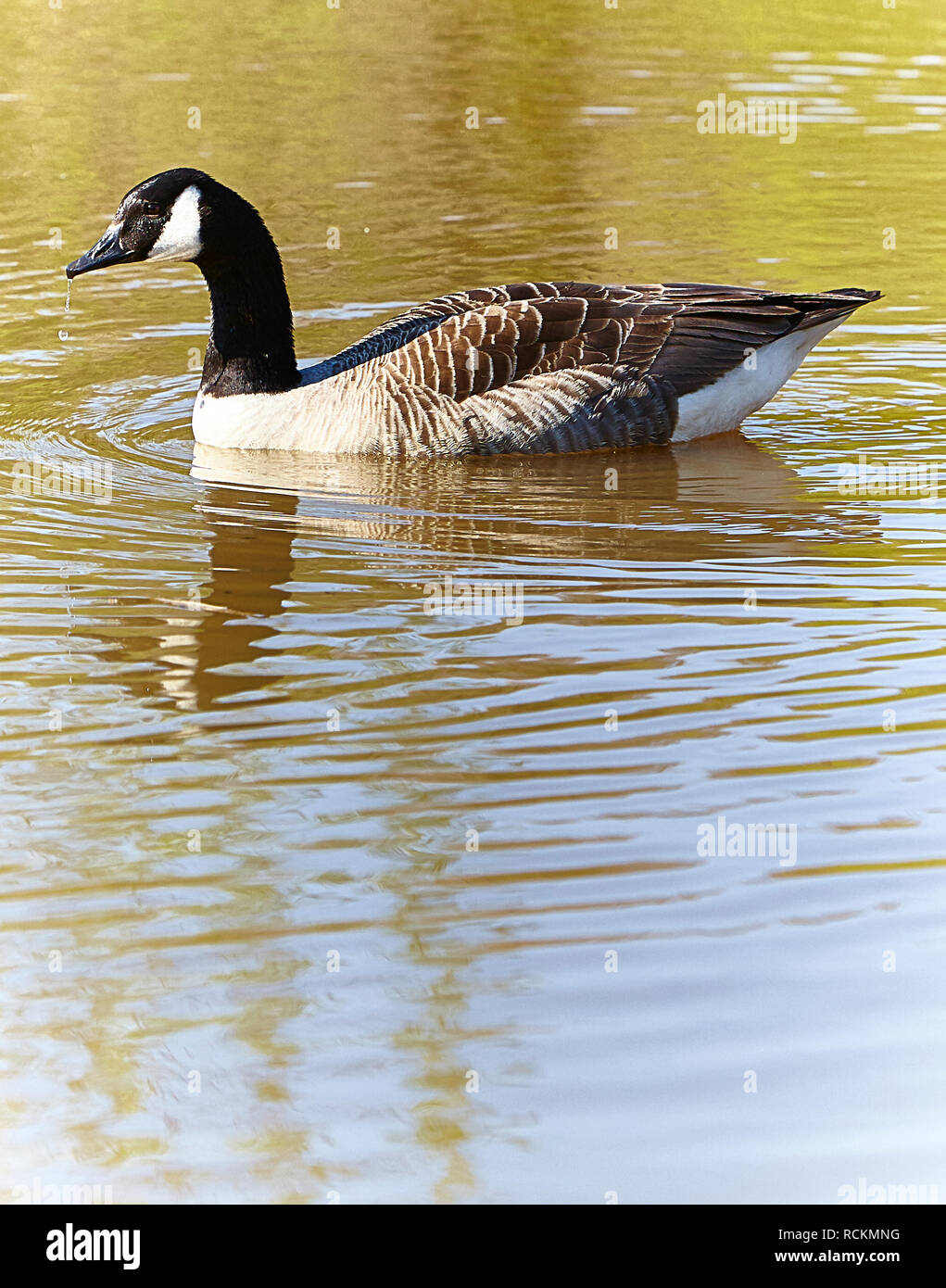 Introduced geese species hi-res stock photography and images - Alamy