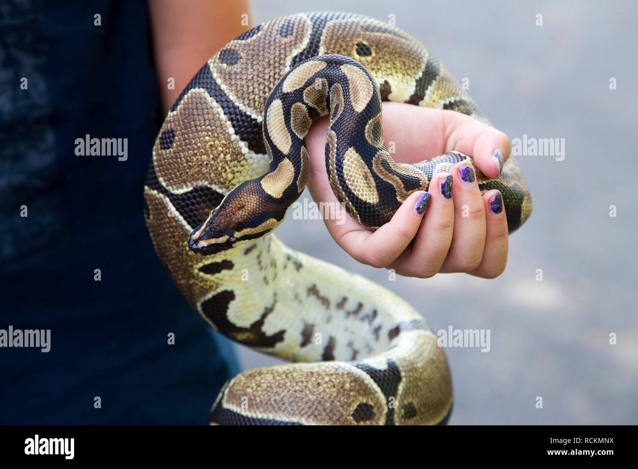 Painted snake hi-res stock photography and images - Alamy