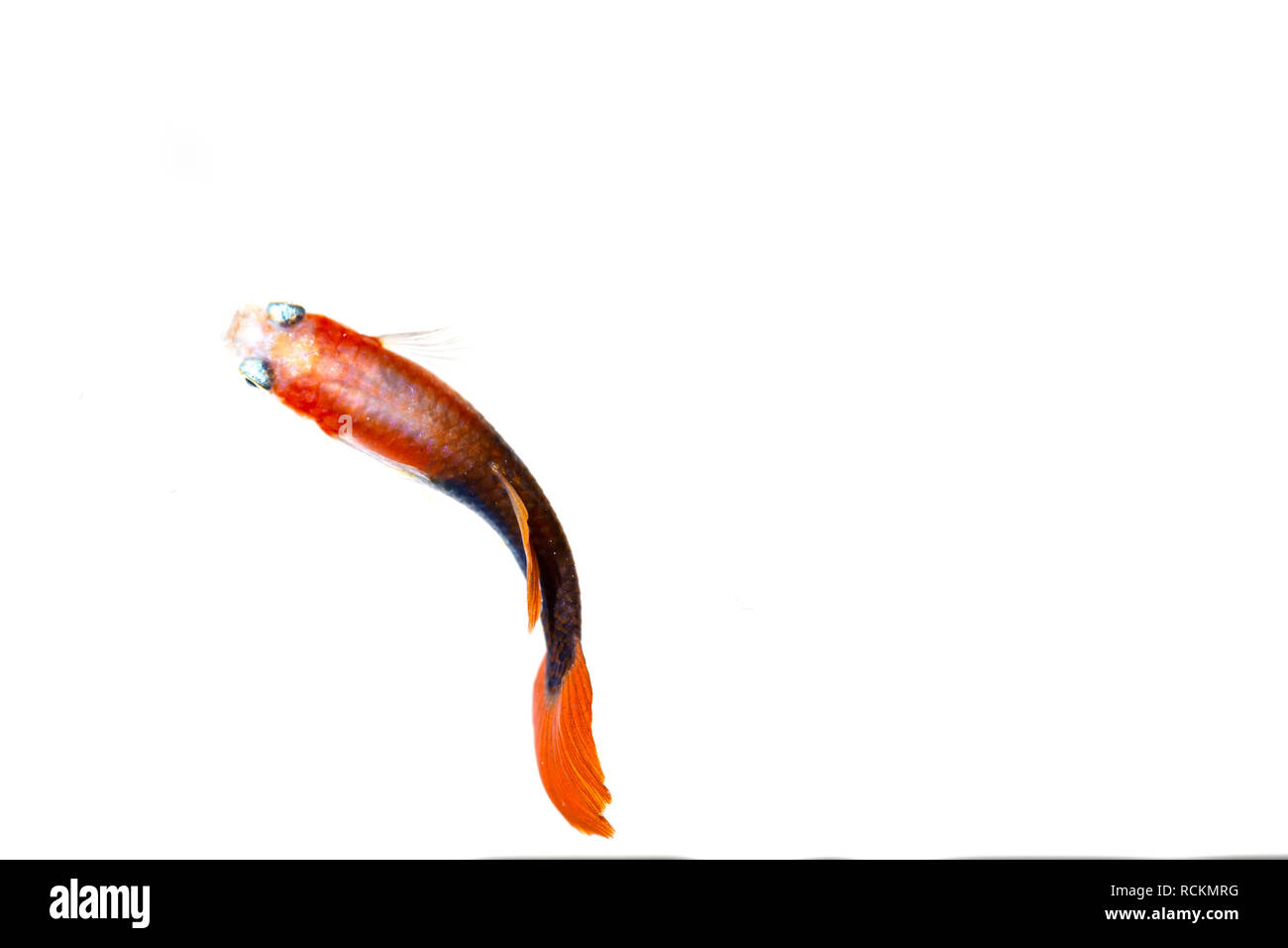 Guppy fish hi-res stock photography and images - Alamy
