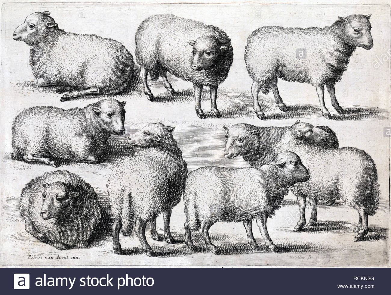 Illustrations sheep hi-res stock photography and images - Alamy
