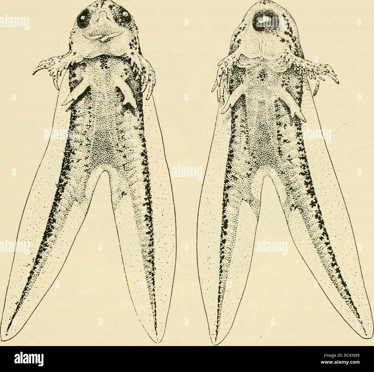 . The elements of experimental embryology. Embryology, Experimental ...