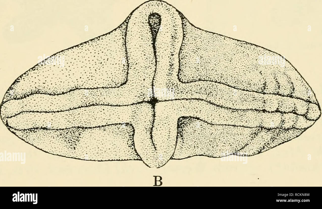 . The elements of experimental embryology. Embryology, Experimental ...