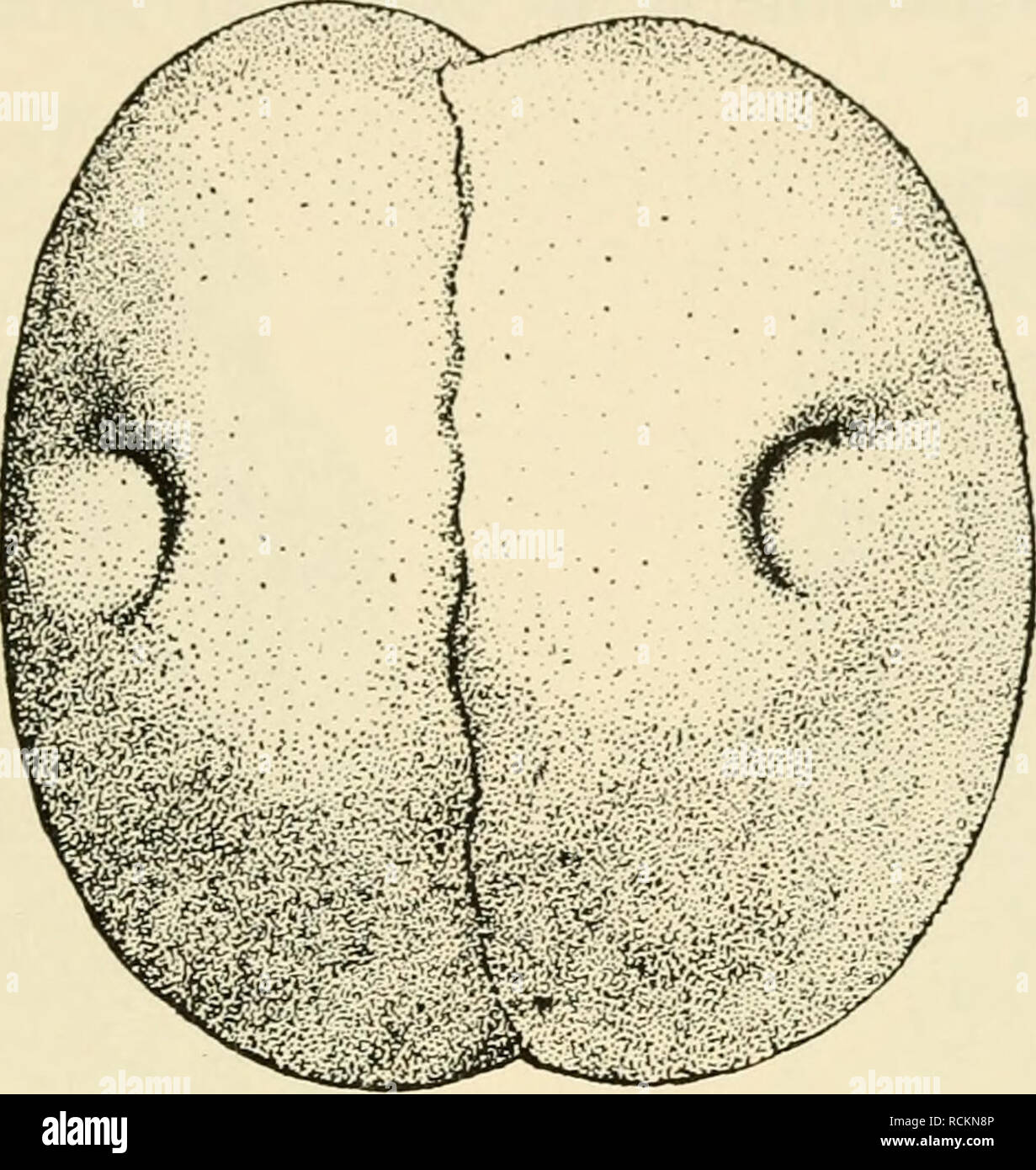 . The elements of experimental embryology. Embryology, Experimental ...