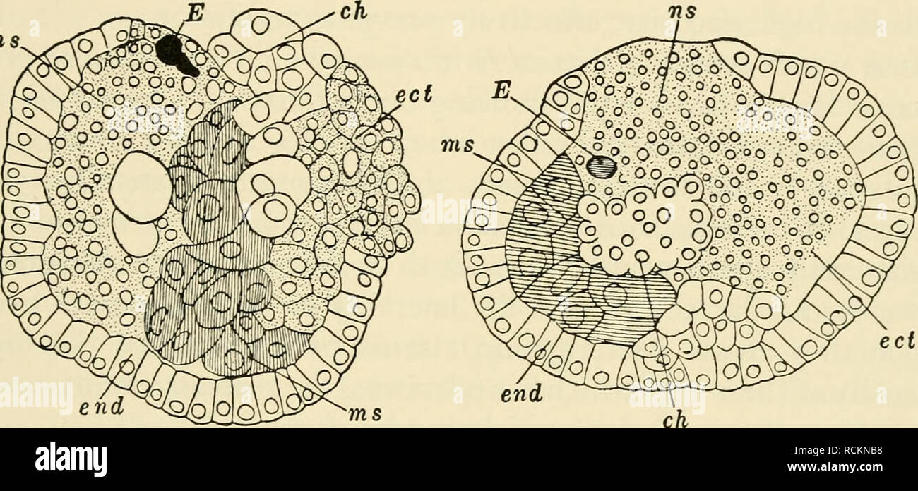 . The elements of experimental embryology. Embryology, Experimental ...