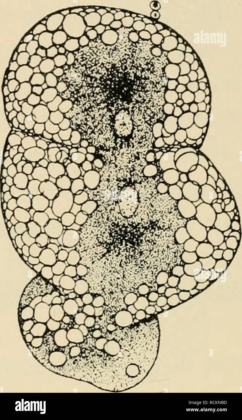 . The elements of experimental embryology. Embryology, Experimental ...
