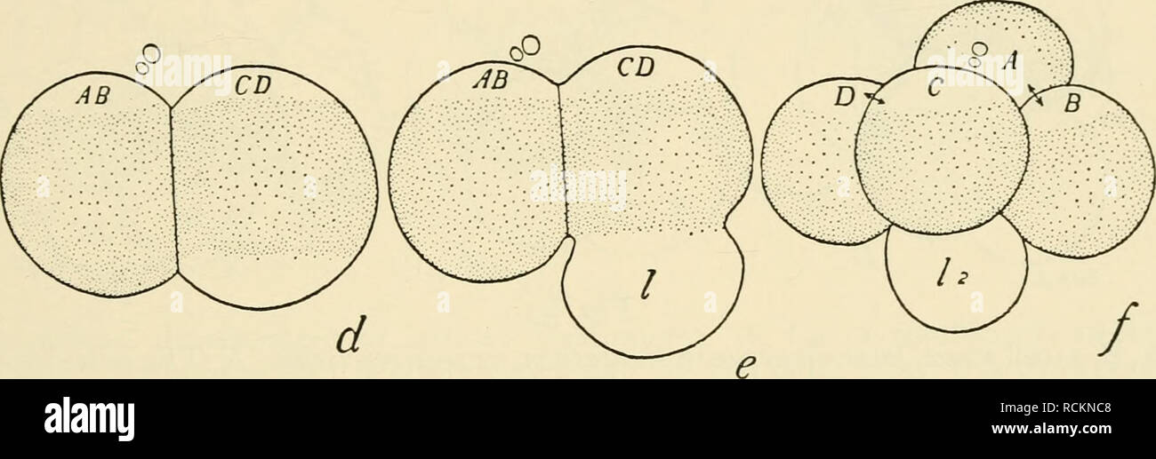 . The elements of experimental embryology. Embryology, Experimental ...