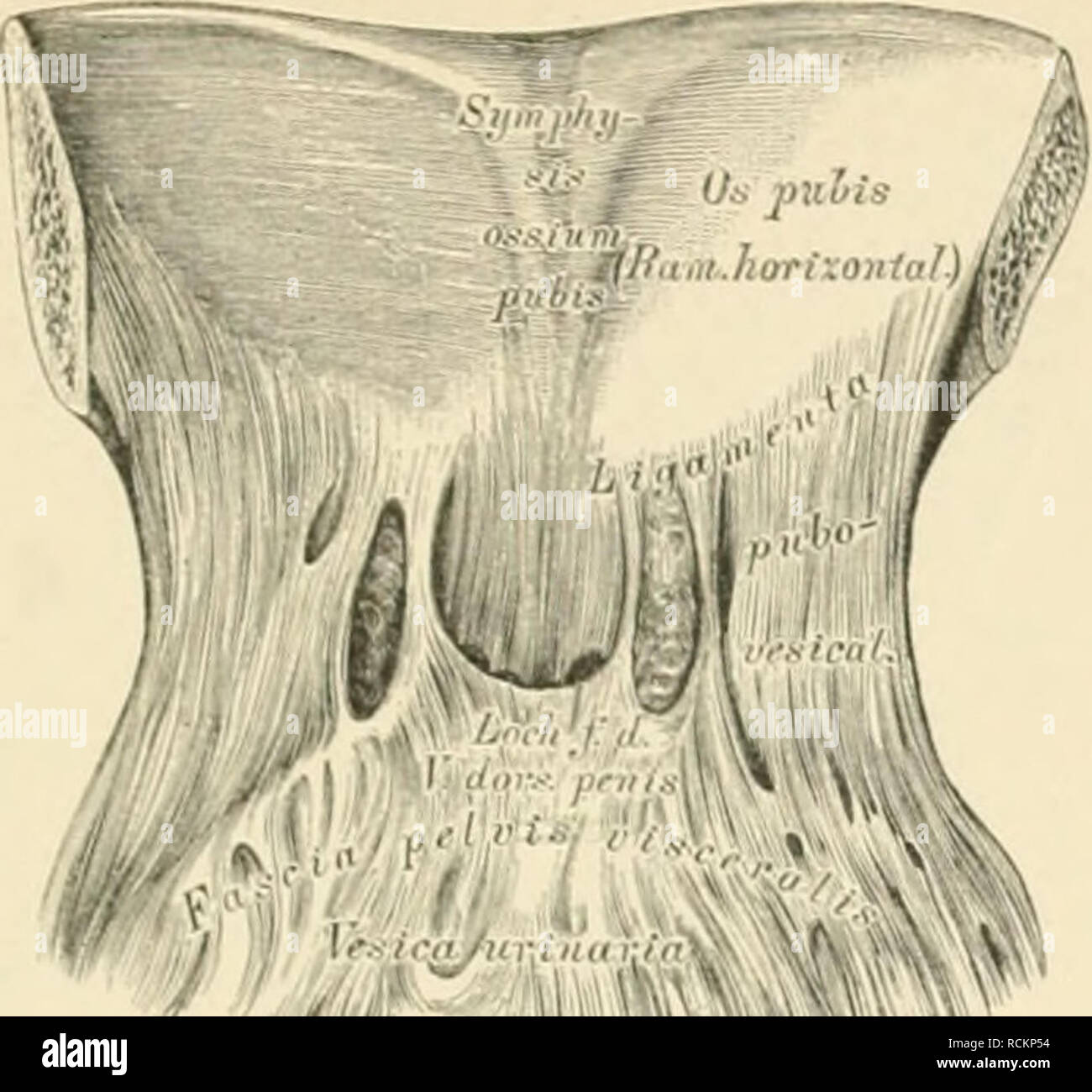Diaphragmatis hi-res stock photography and images - Alamy
