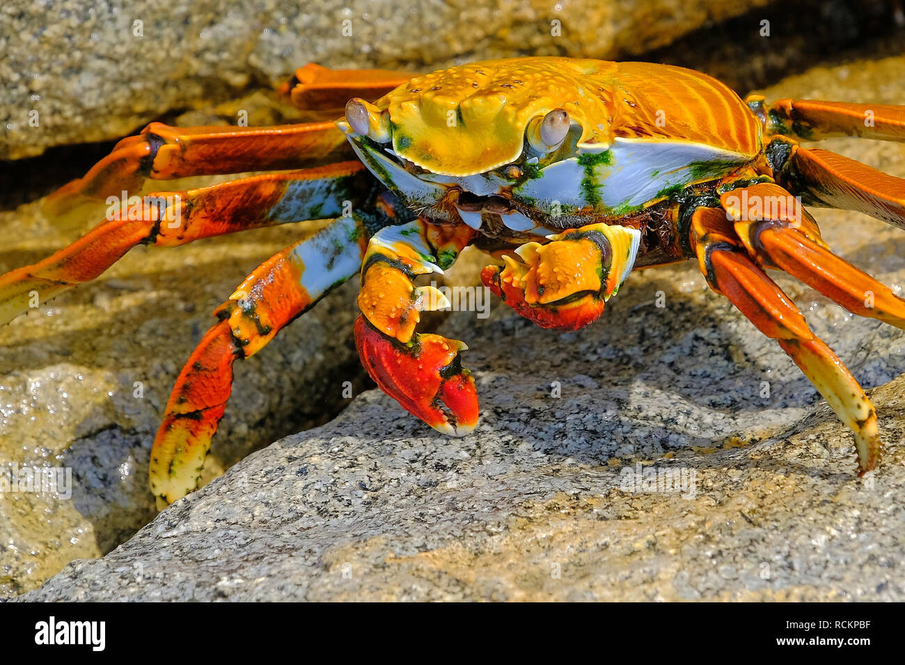 Beautiful Sally Lightfoot Crab, Grapsus grapsus, on rocks, Pacific ...