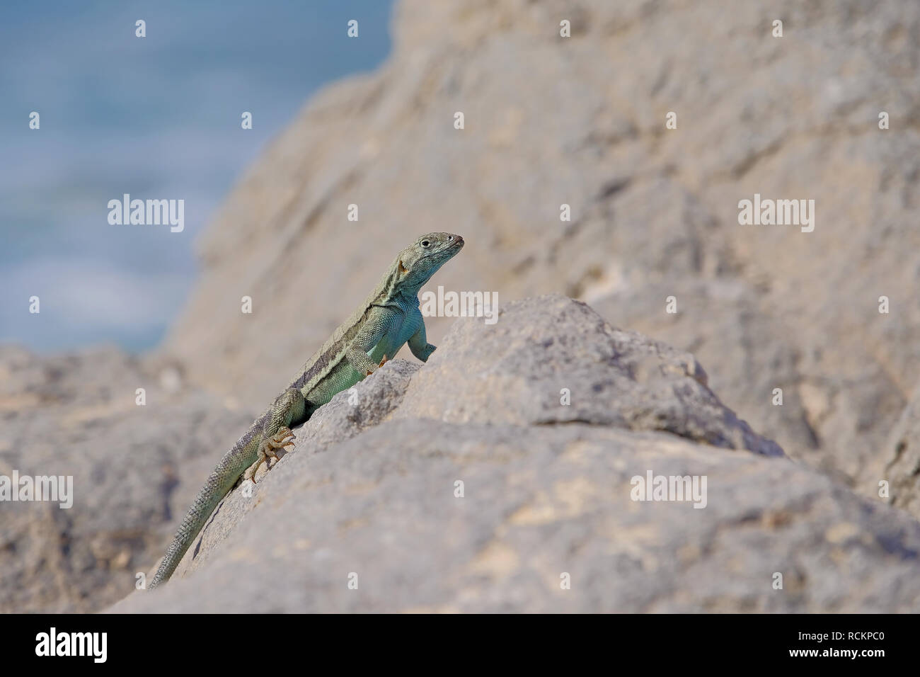 Atacama desert lizard hi-res stock photography and images - Alamy