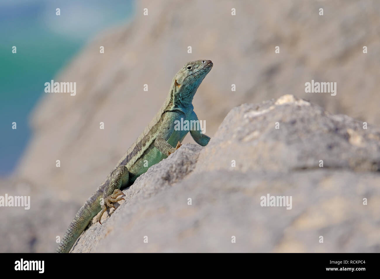 Beautiful green blue turquoise lizard, pacific coast, Atacama Desert ...