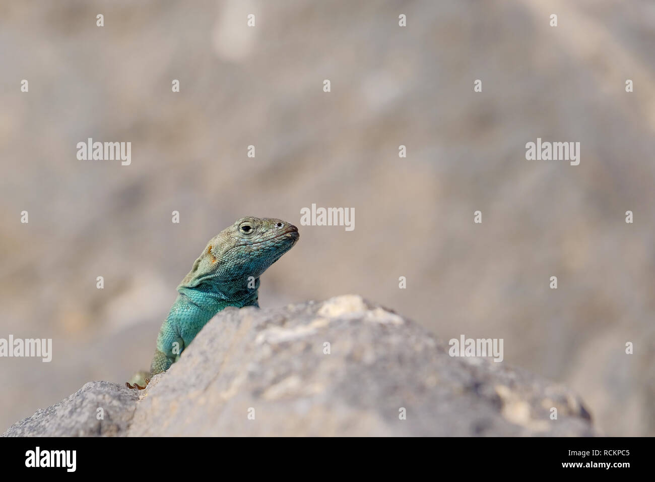 Atacama desert lizard hi-res stock photography and images - Alamy