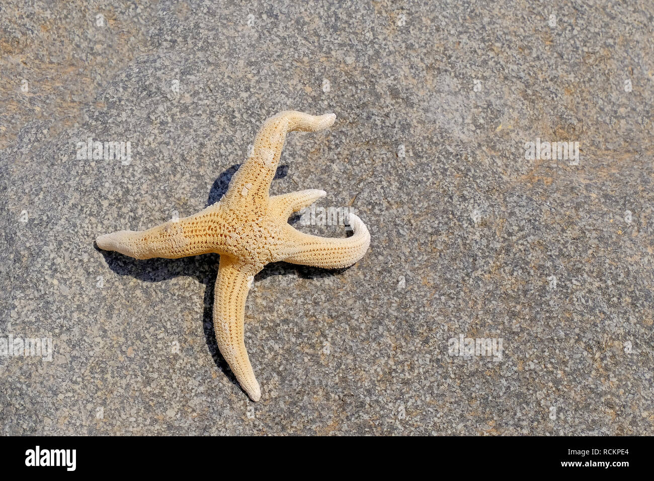Starfish on a rock hi-res stock photography and images - Alamy