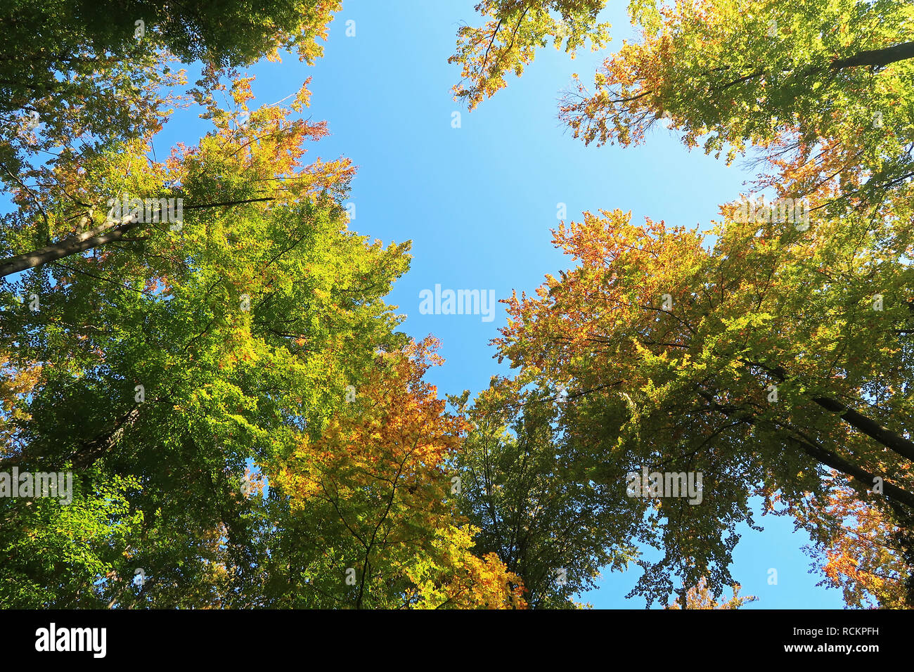 Autumn fall forest trees, in beautiful colors, Switzerland Stock Photo ...