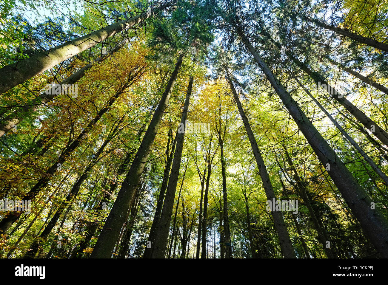 Autumn fall forest trees, in beautiful colors, Switzerland Stock Photo - Alamy