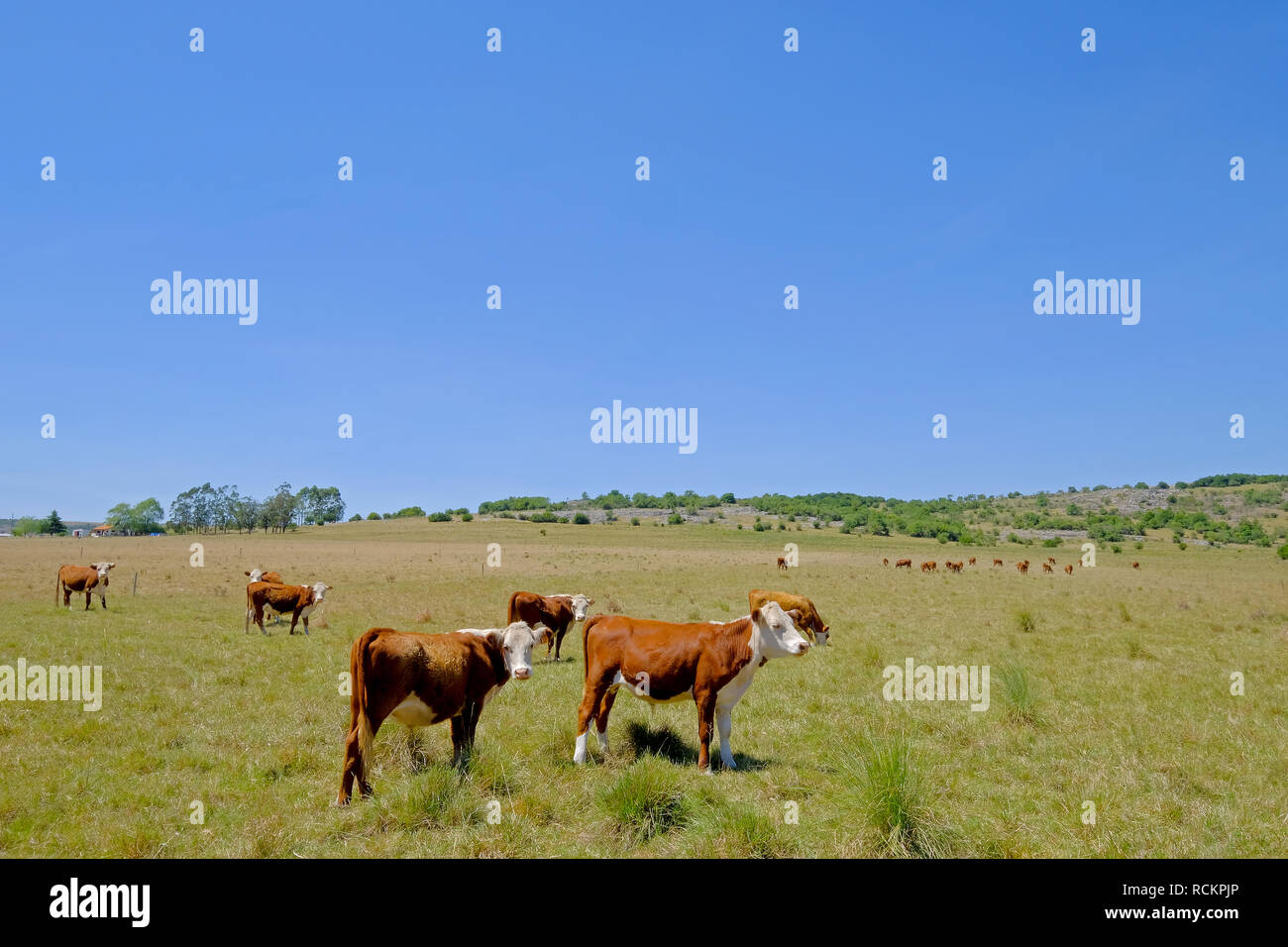 Cattle feedlot america hi-res stock photography and images - Alamy