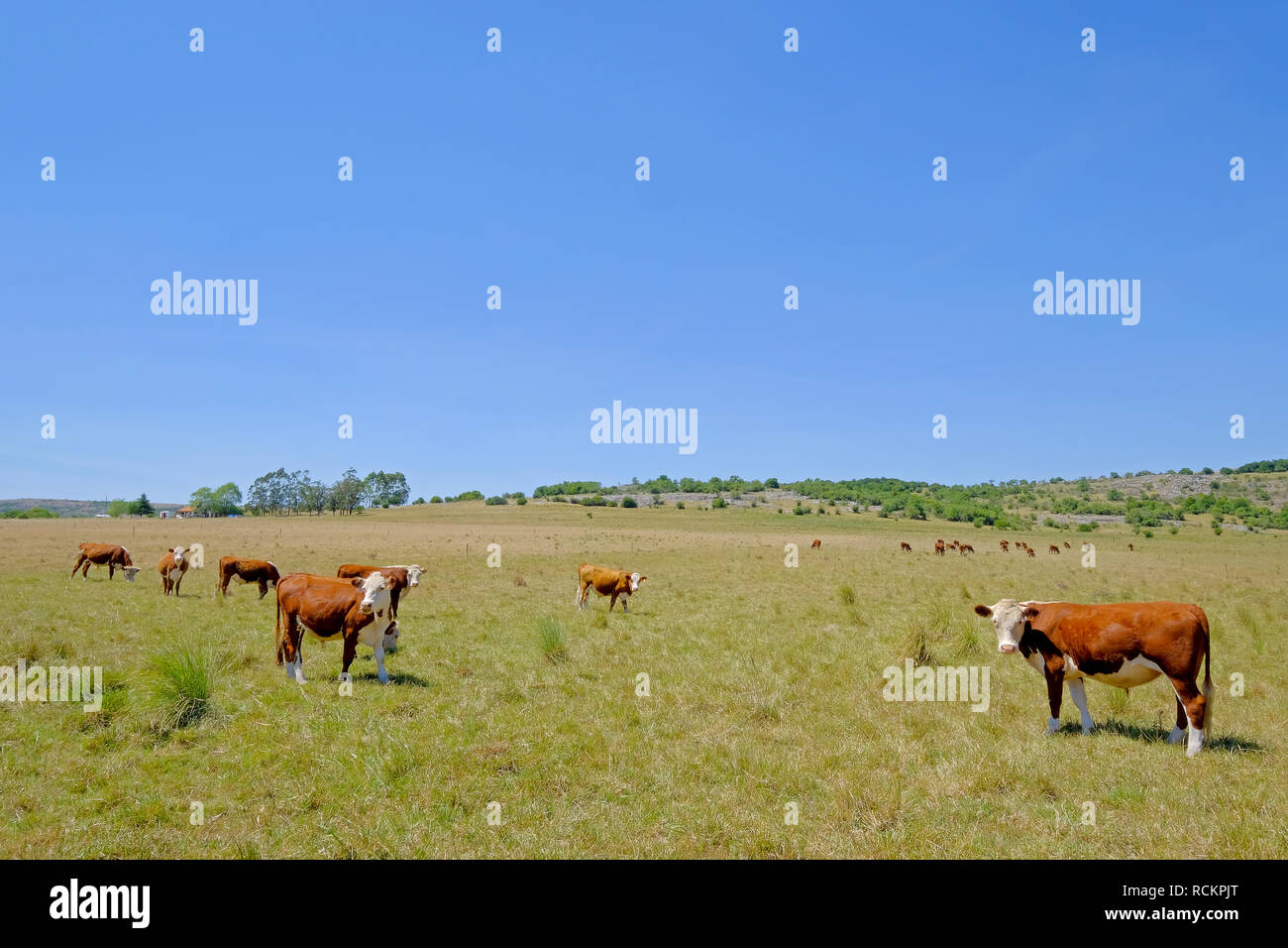 Cattle feedlot america hi-res stock photography and images - Alamy