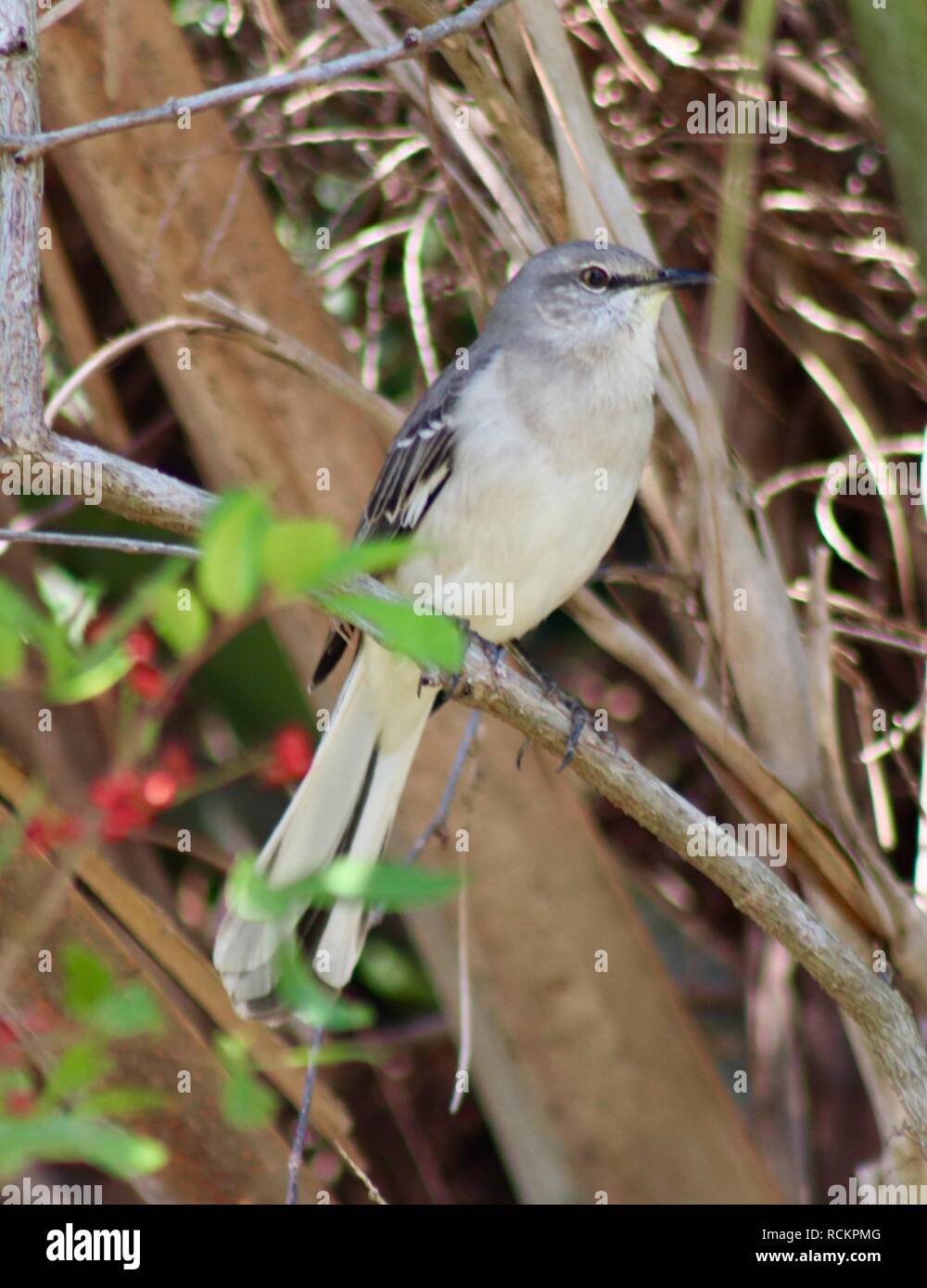 Wildlife bird photo hi-res stock photography and images - Alamy