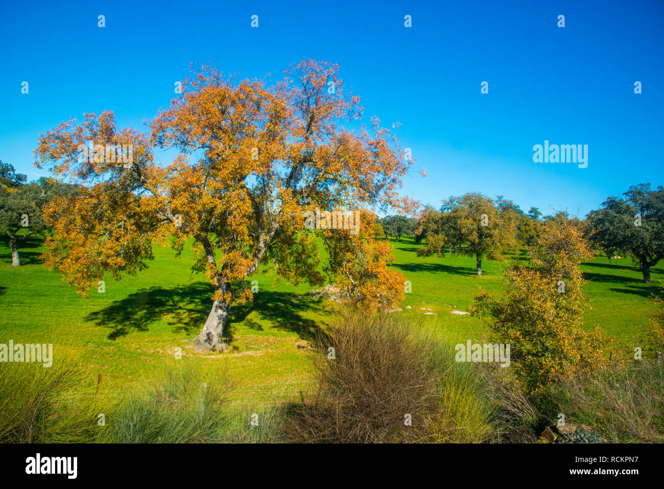 Mediterranean forest holm oak hi-res stock photography and images - Alamy