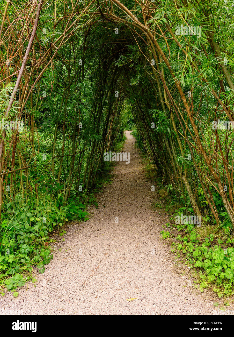 Natural covered walking path in the gardens at Blarney Castle, Blarney ...