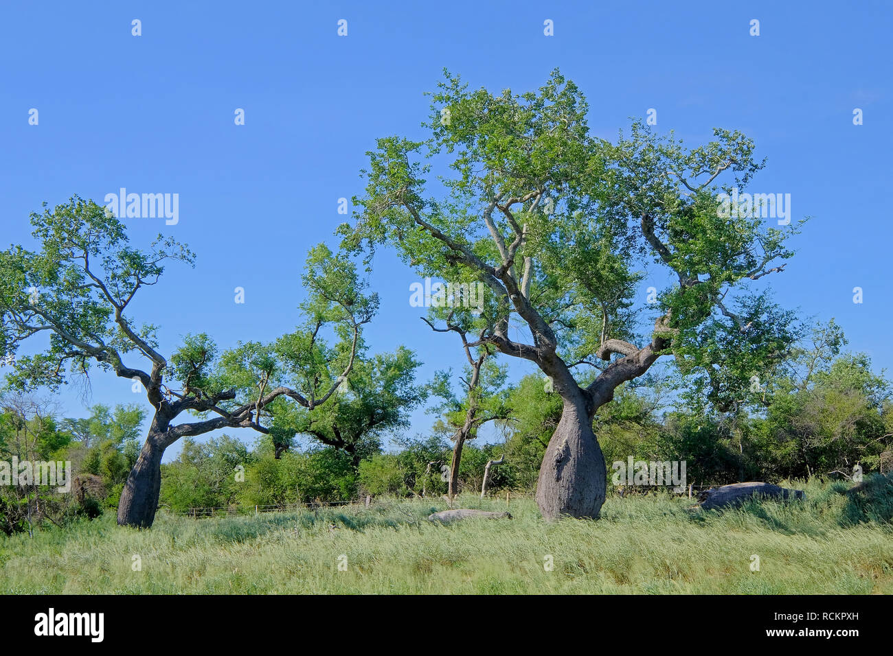 Beautiful huge ceiba trees, chorisia insignis, and landscape of Gran ...