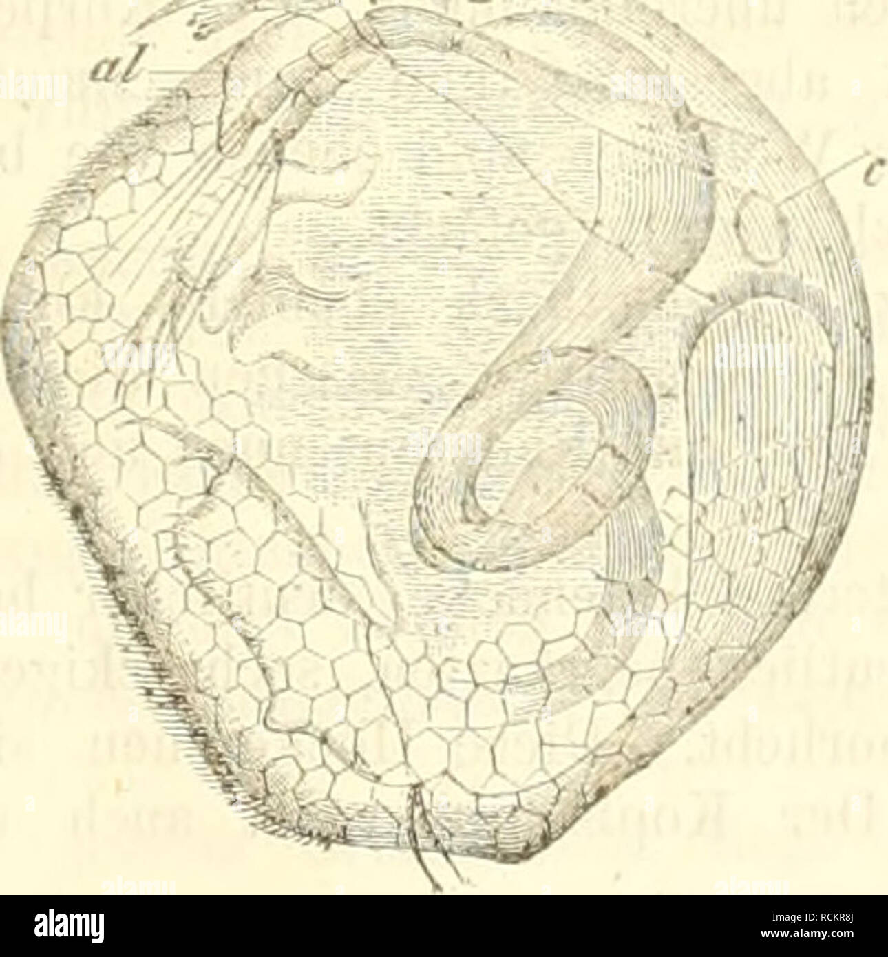 . Die Cladoceren BÃ¶hmens. Cladocera; Crustacea. 111 LÃ¤nge: 0 42 ""â ...