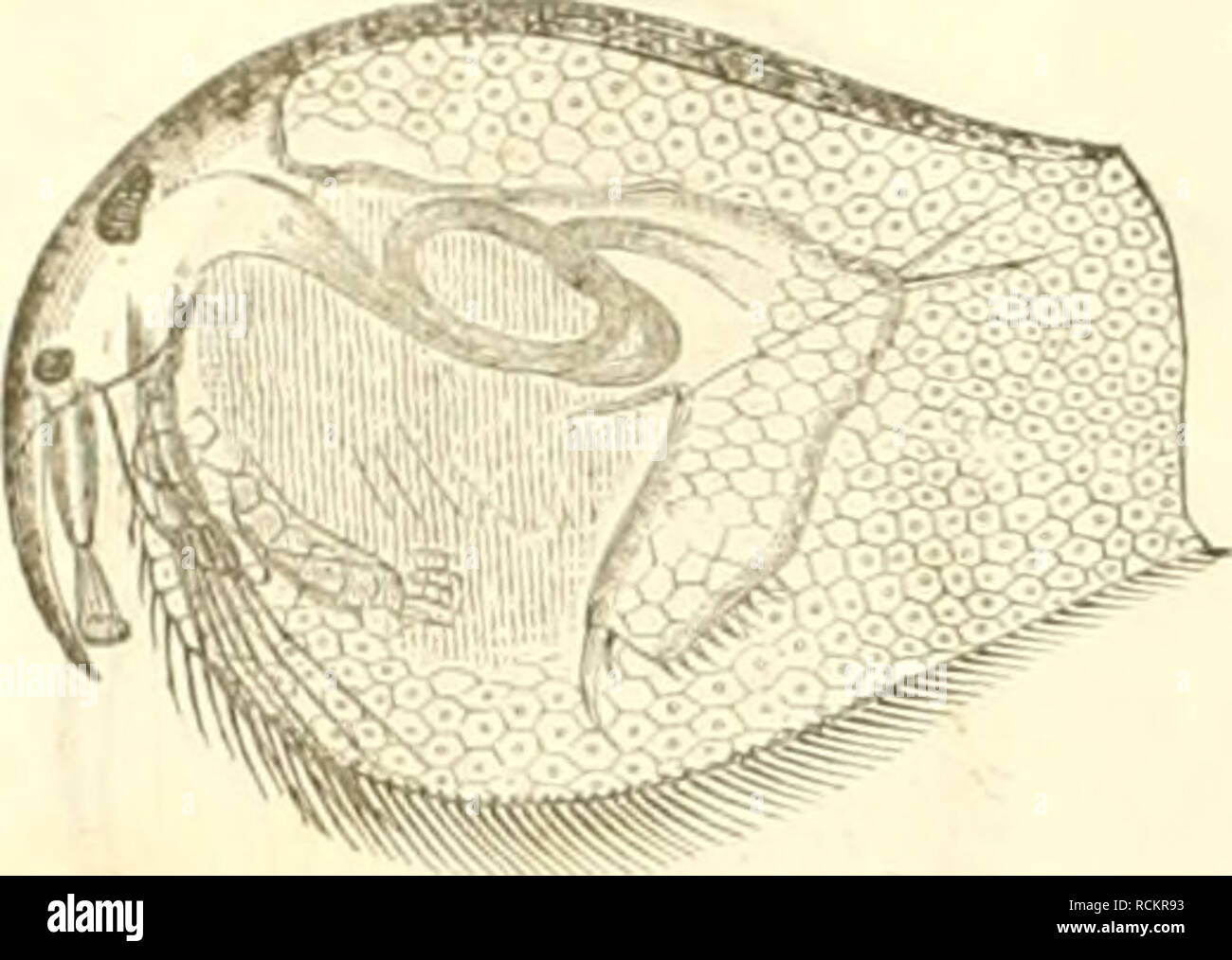 Gelber scheitel hi-res stock photography and images - Alamy