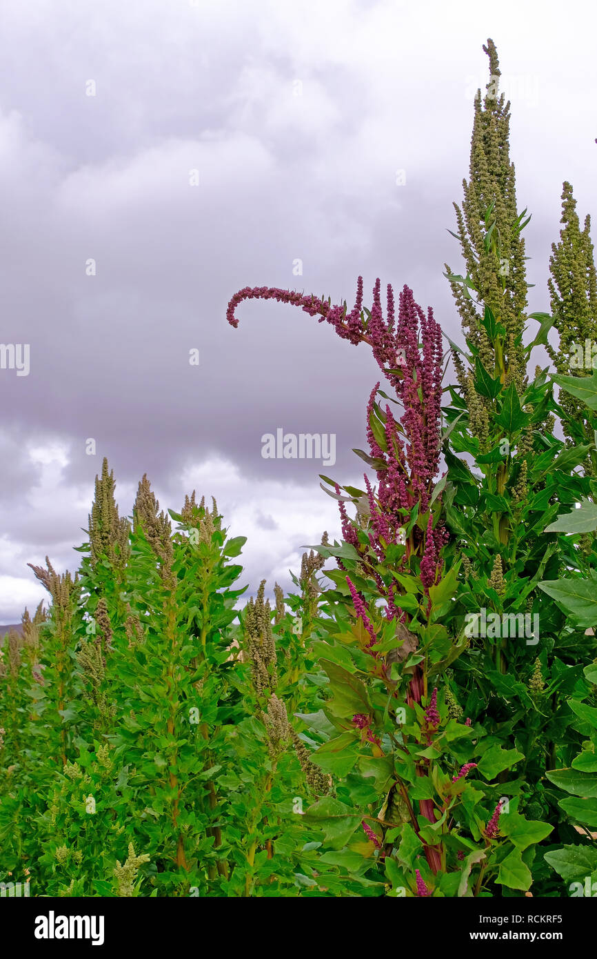 Red green quinoa field plant andean highlands, Bolivia Stock Photo - Alamy