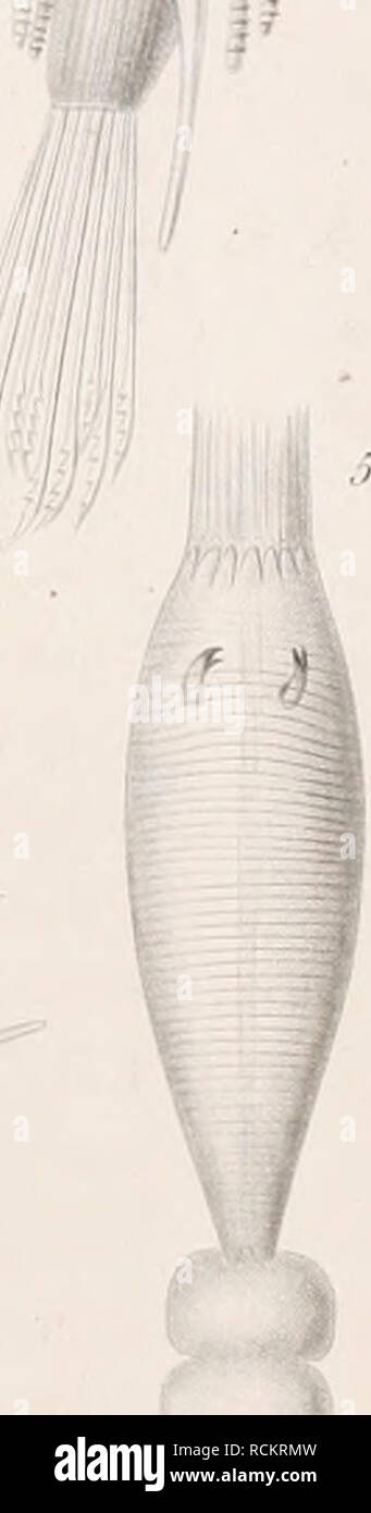 Borstenwurmer hi-res stock photography and images - Alamy