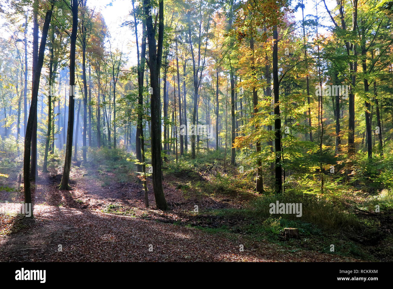 Autumn fall forest trees, in beautiful colors, Switzerland Stock Photo ...