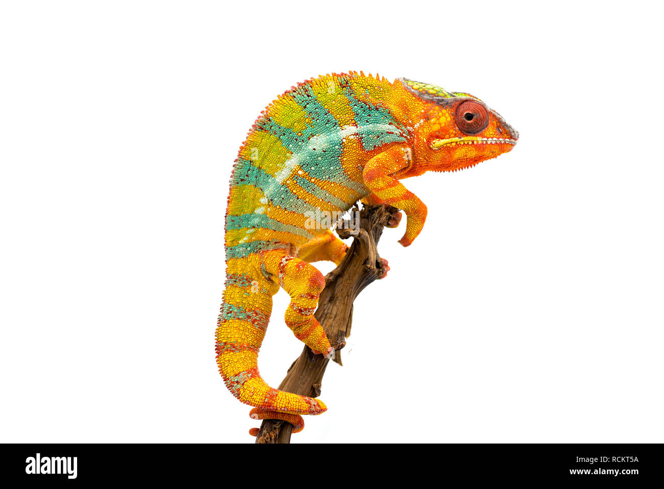 Yellow blue lizard Panther chameleon isolated on white background Stock ...