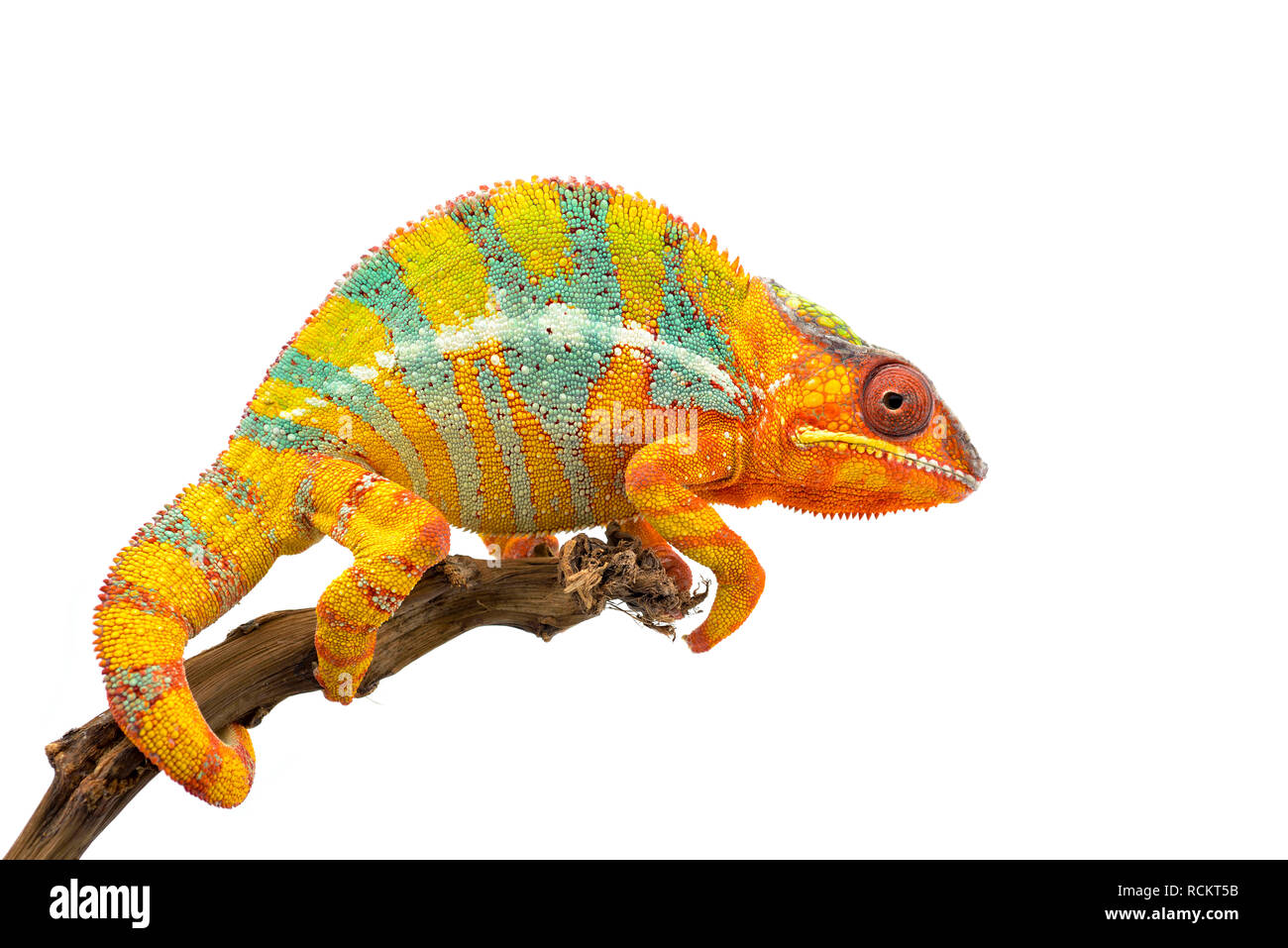 Yellow blue lizard Panther chameleon isolated on white background Stock ...