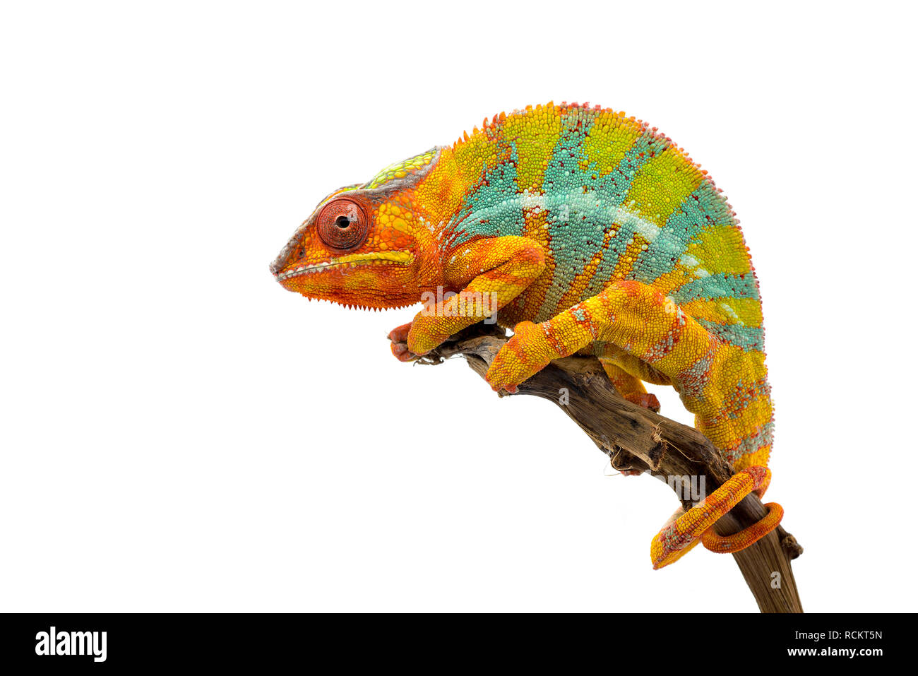 Yellow blue lizard Panther chameleon isolated on white background Stock ...