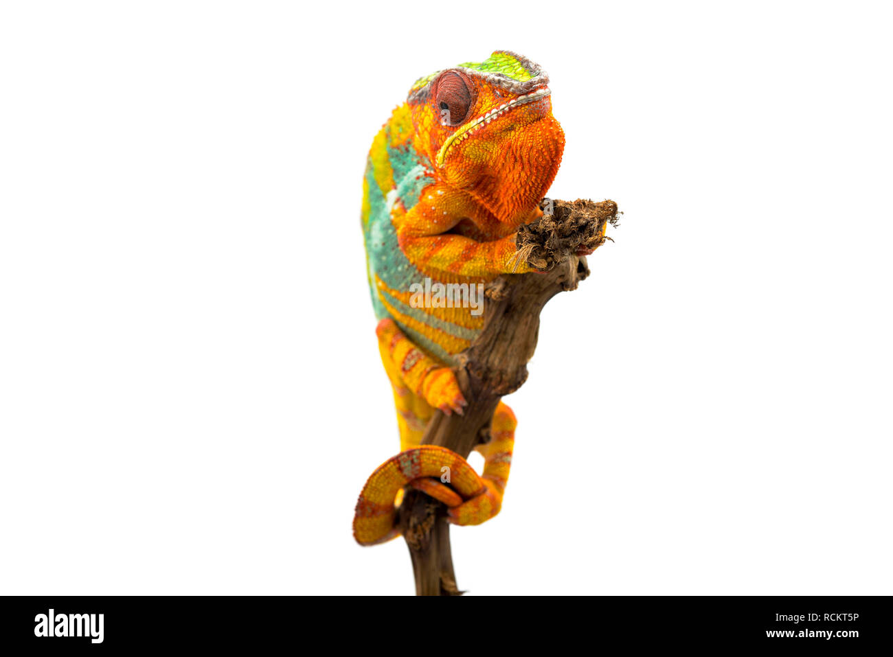 Yellow blue lizard Panther chameleon isolated on white background Stock ...