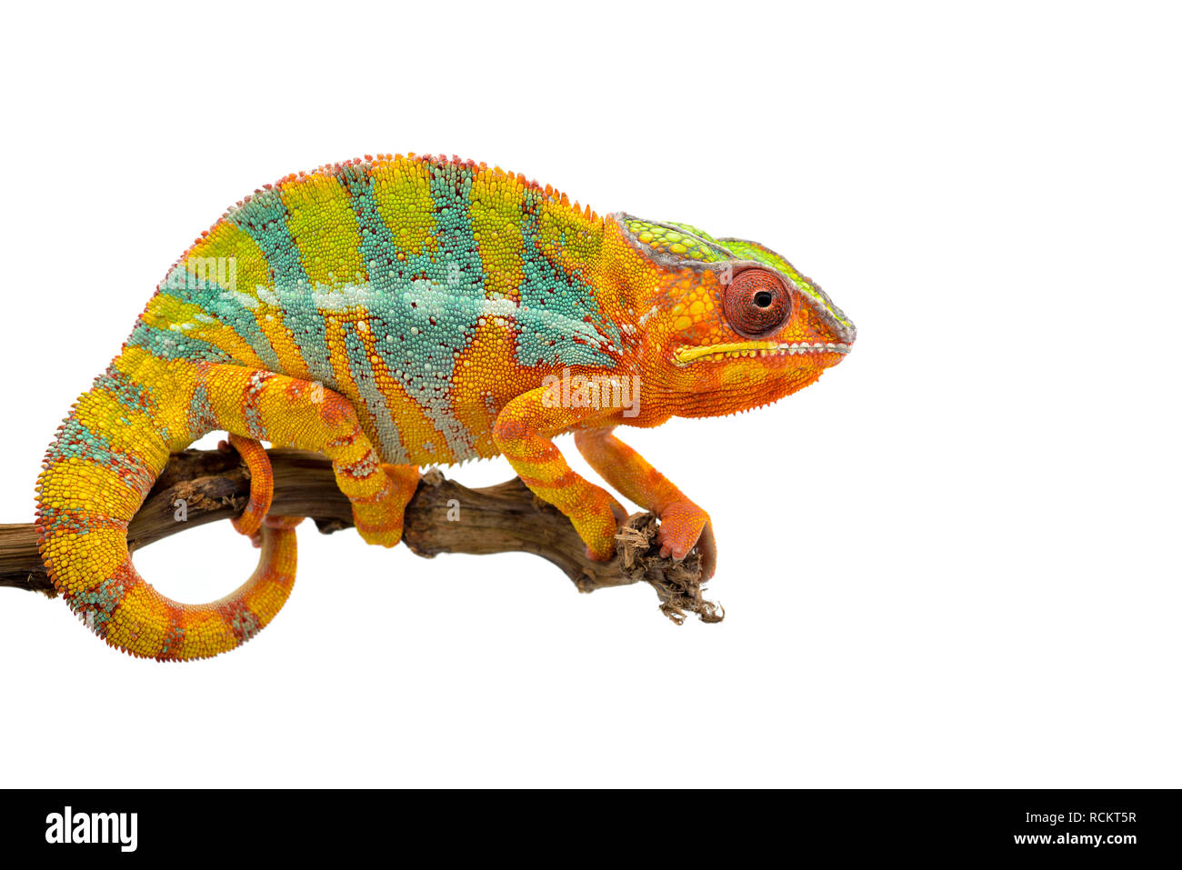 Yellow blue lizard Panther chameleon isolated on white background Stock ...