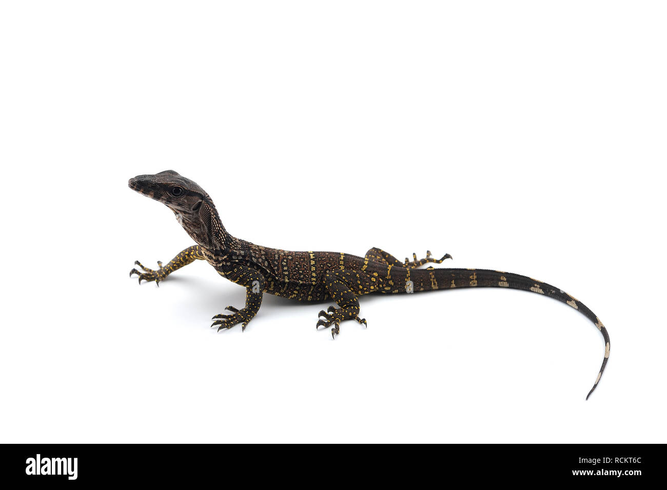 Black roughneck monitor hi-res stock photography and images - Alamy