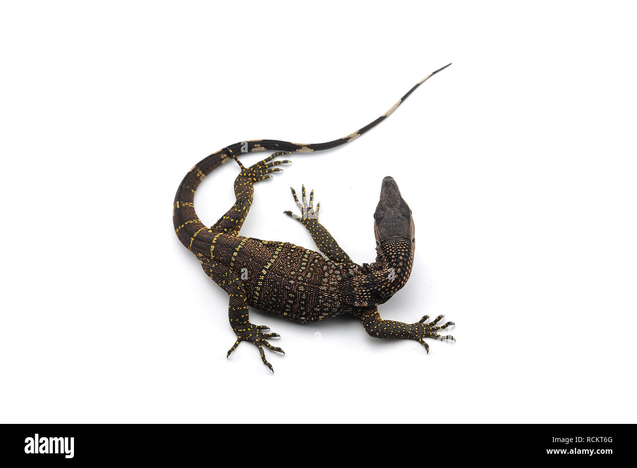 Black roughneck monitor hi-res stock photography and images - Alamy