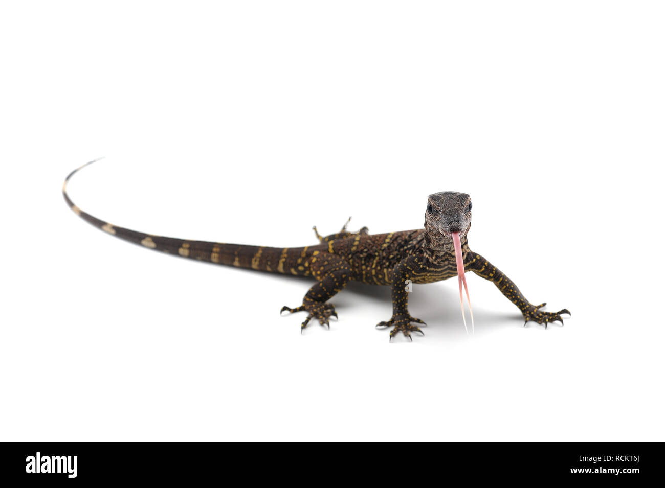 The black roughneck monitor lizard isolated on white backgrouns Stock ...