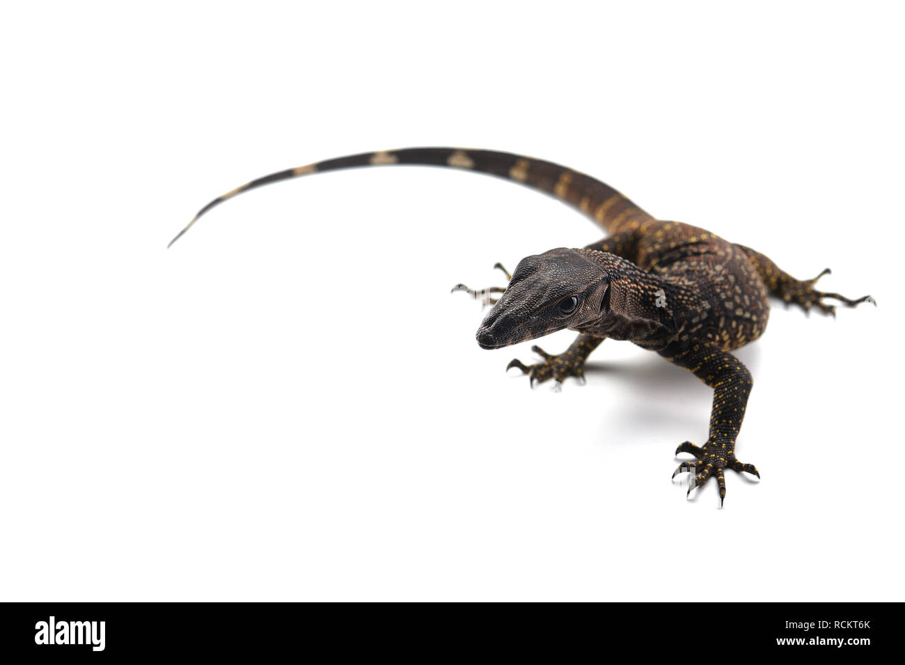 The black roughneck monitor lizard isolated on white backgrouns Stock ...