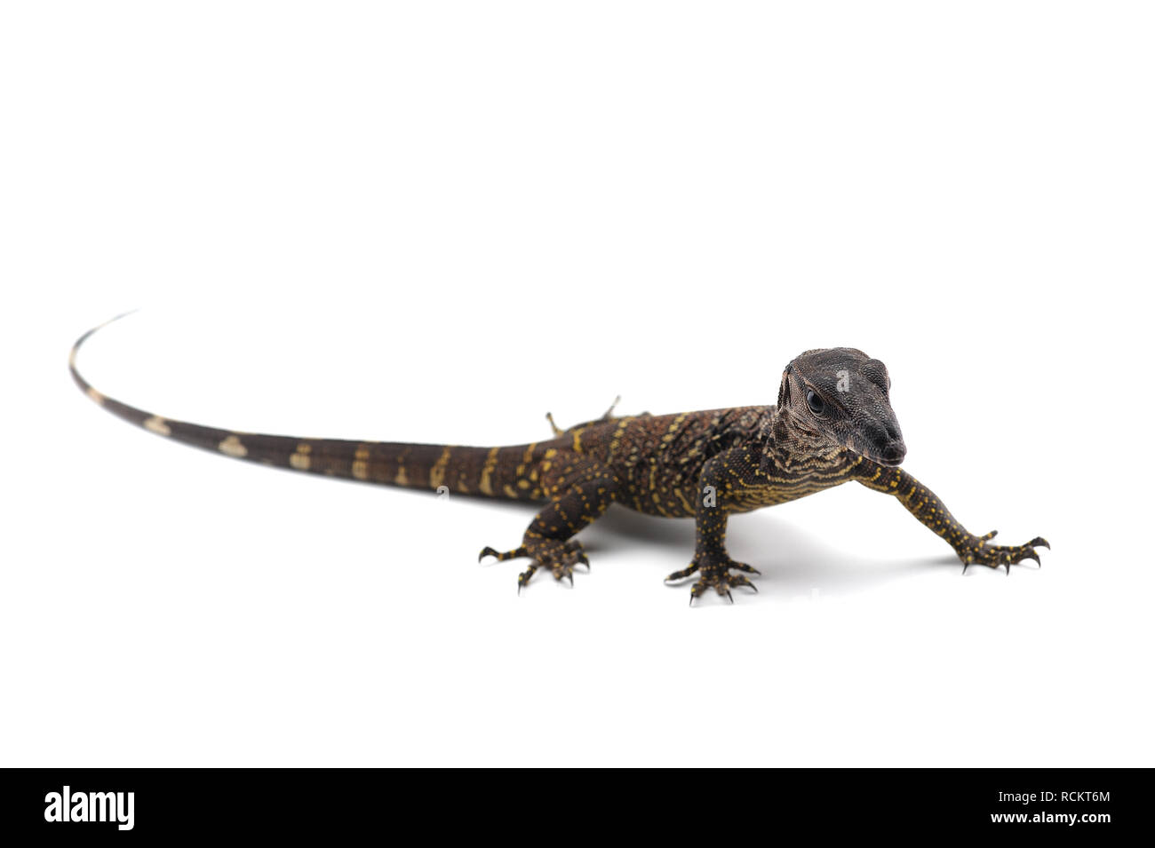 The black roughneck monitor lizard isolated on white backgrouns Stock ...