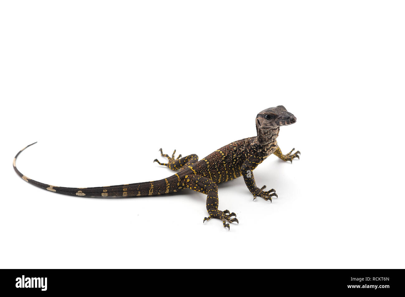 Roughneck monitor lizard hi-res stock photography and images - Alamy