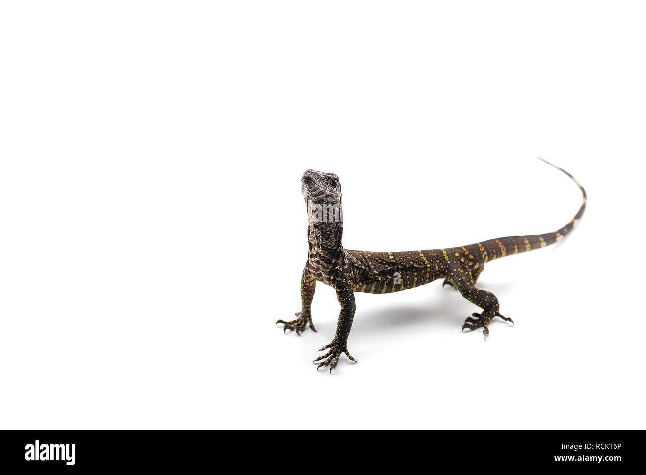 The black roughneck monitor lizard isolated on white backgrouns Stock ...
