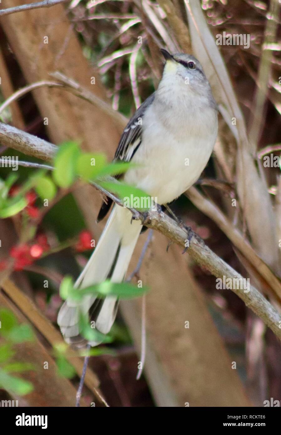 Bird in Tree Stock Photo - Alamy