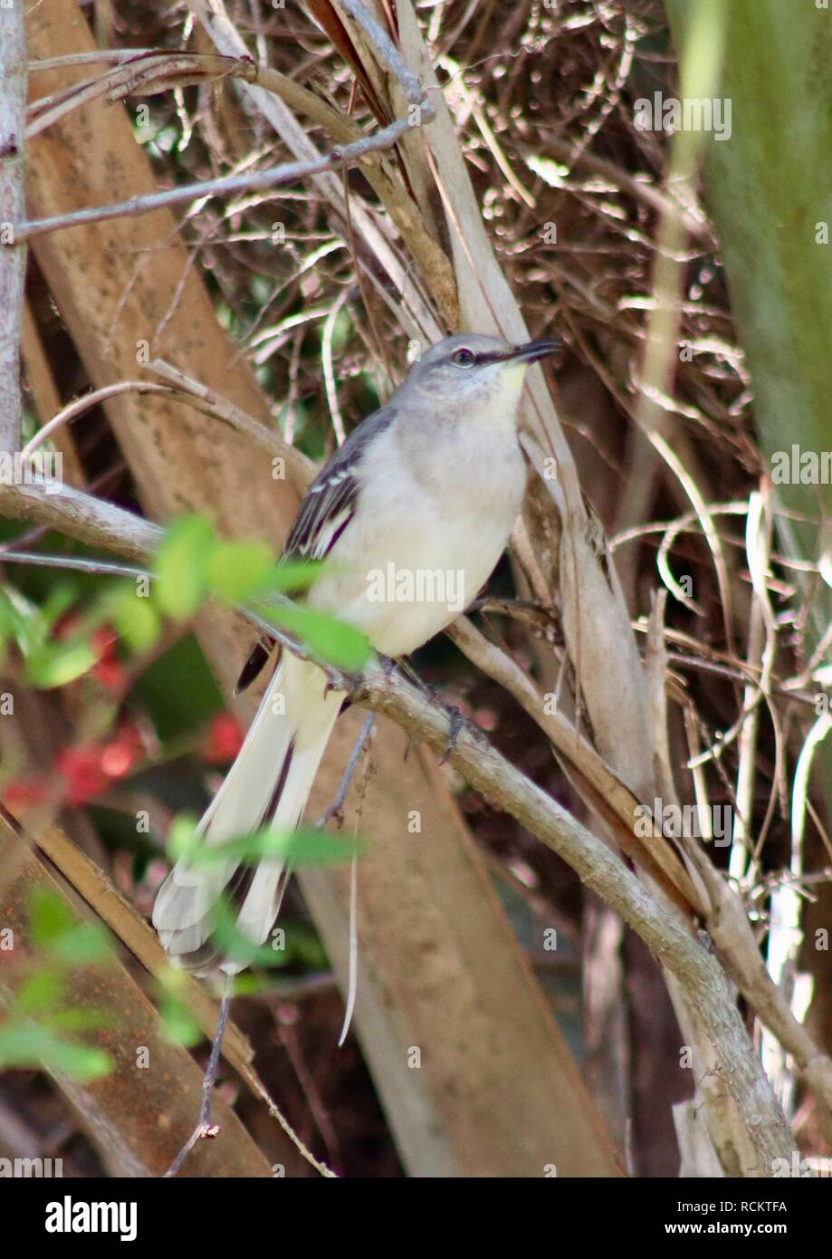 Whistling bird hi-res stock photography and images - Alamy
