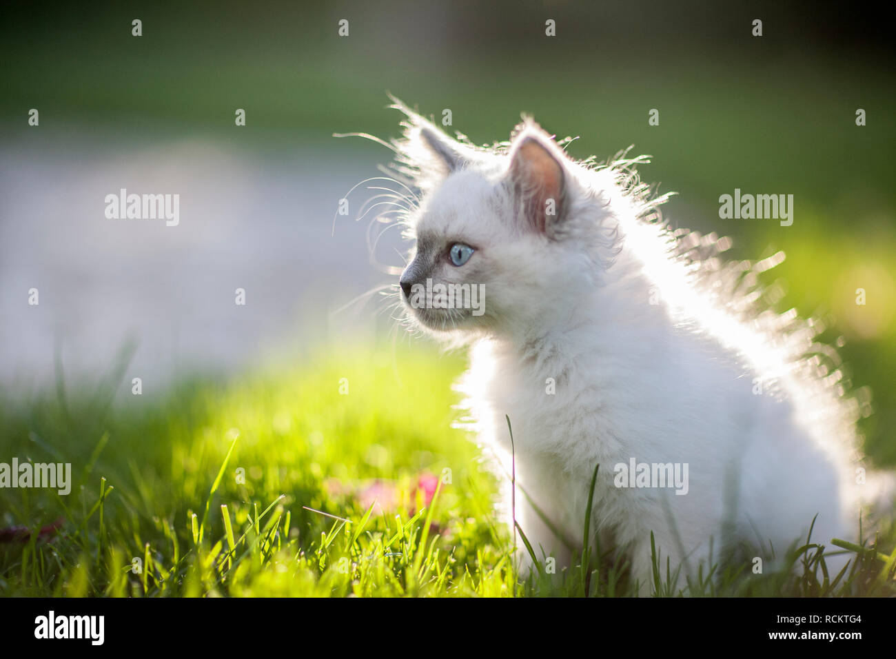 Gray Ragdoll Kitten with blue eyes exploring in the grass Stock Photo ...