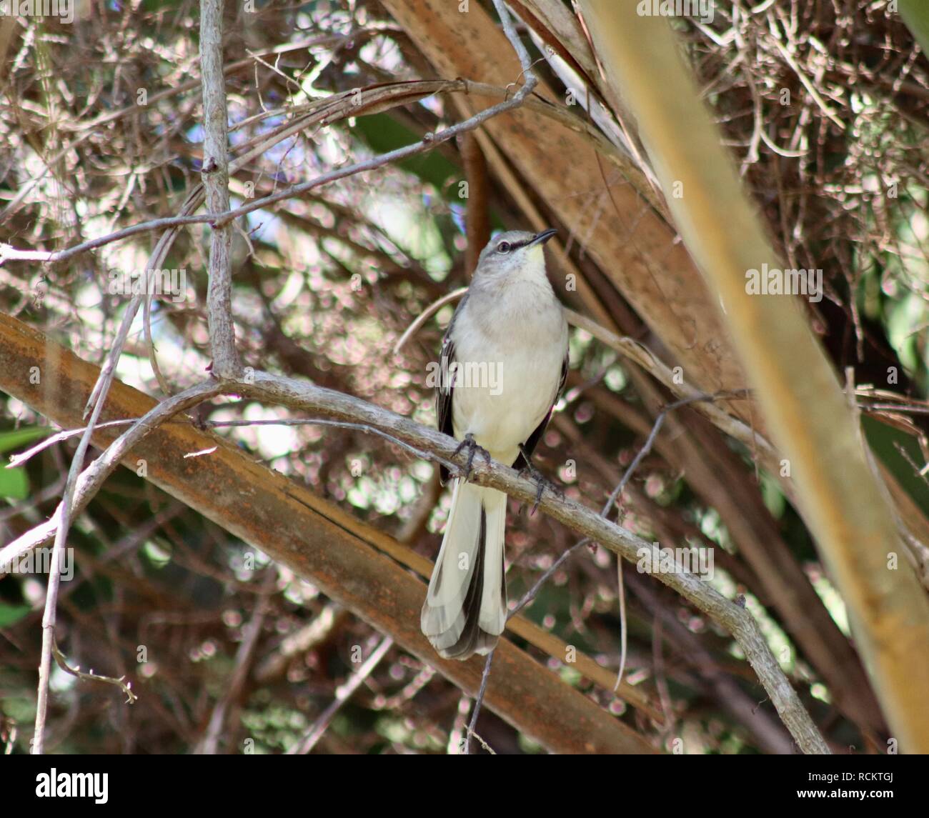 Singing birds in the tree hi-res stock photography and images - Alamy