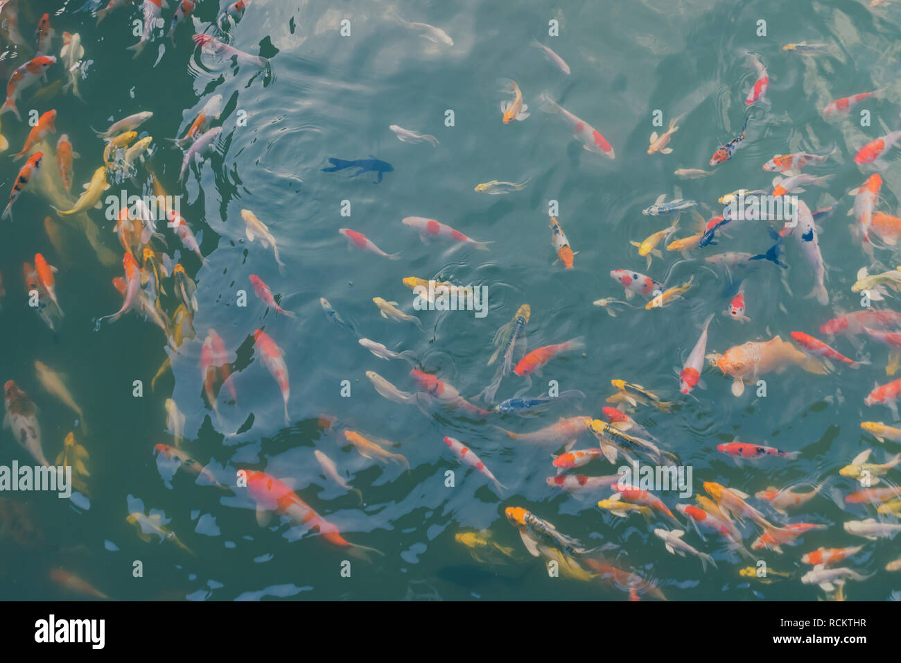 Colorful Japanese Koi Carp fishes moving in a lovely pond of a garden ...