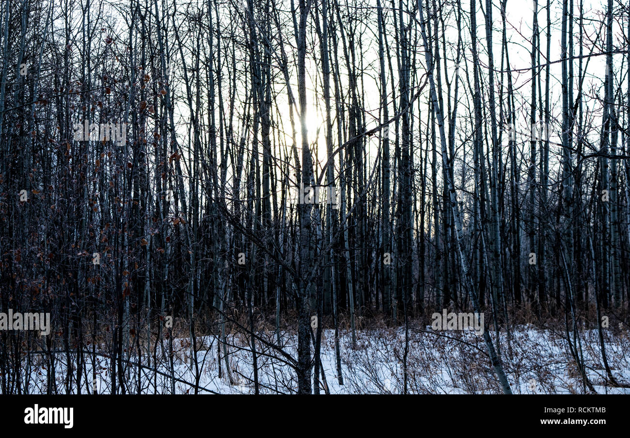 scenes in one of the many urban parks in Calgary Stock Photo - Alamy
